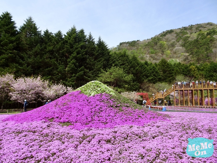 富士芝櫻祭 6 - MeMeOn 迷迷音